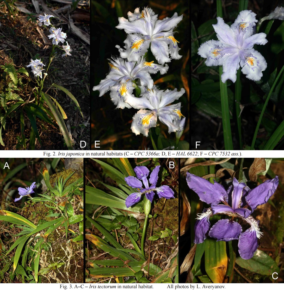 Species New to Science: [Botany • 2016] The Iris Family (Iridaceae) in ...