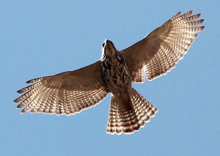 Bellas Aves de El Salvador: Buteo plagiatus (busardo o halcón gris ...