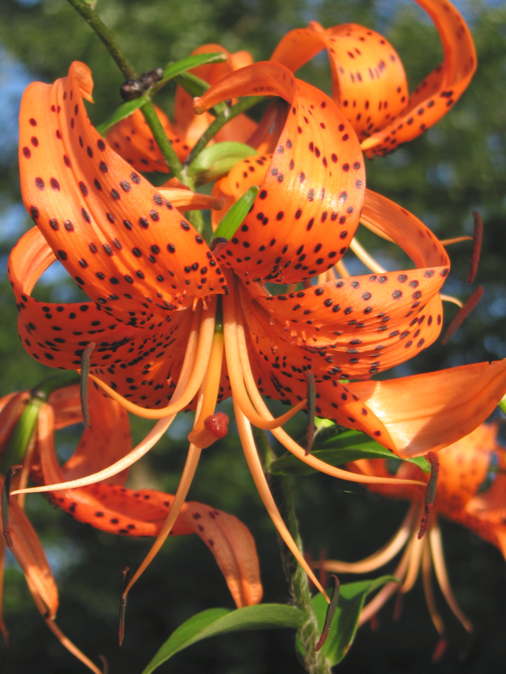 The Lucas Countyan: Orange, glorious orange