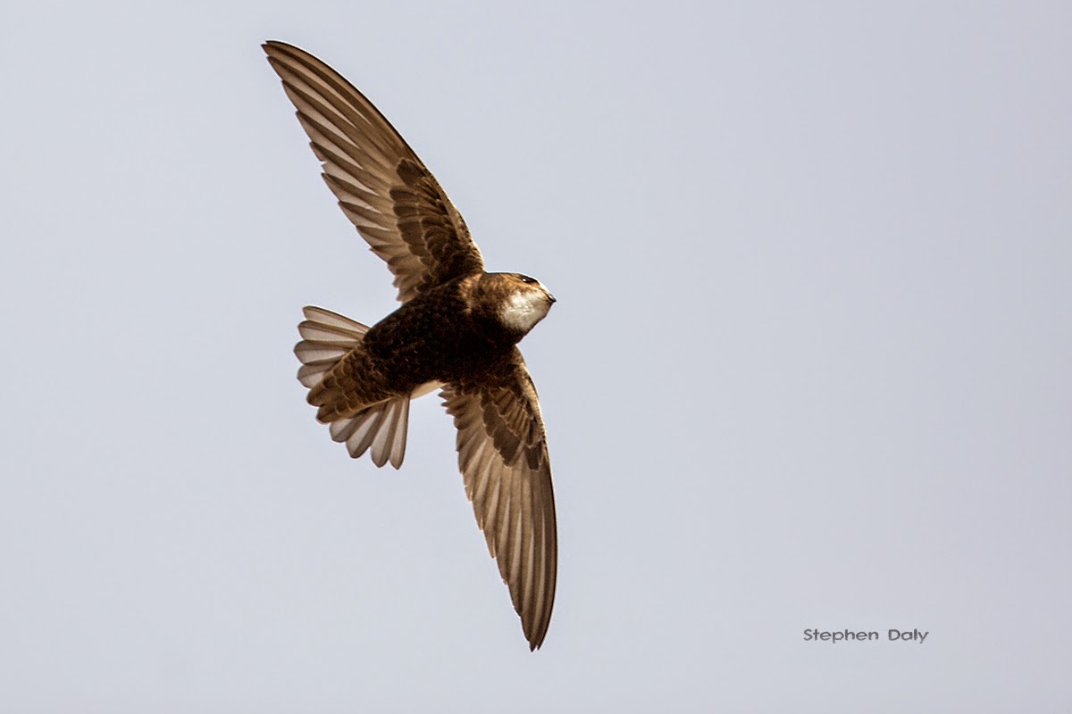 Little Swifts, Chipiona, Cadiz province, Spain | Focusing on Wildlife