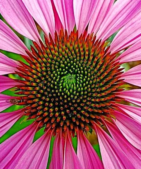 Psychedelic Sutra: From The Romantics To The Natural Cycle Jim Morrison ...