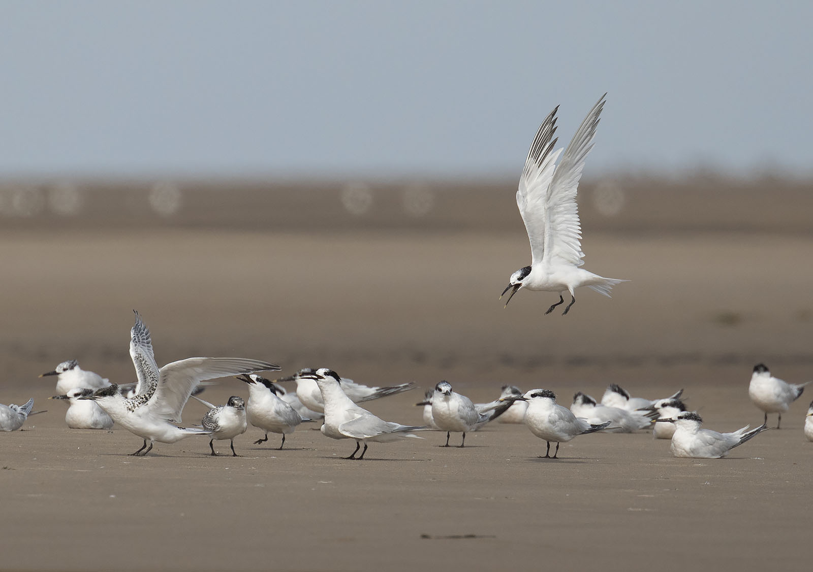 pewit: Sandwich Terns