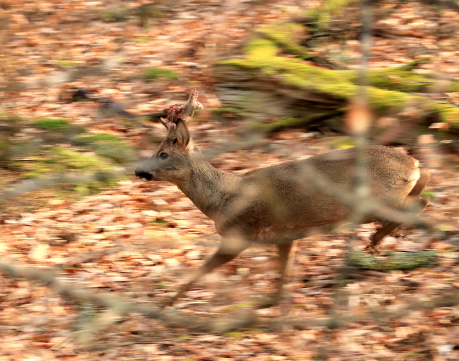 Passion-Apiculture. Le blog de l'Abeille Pat: L’aboiement du chevreuil