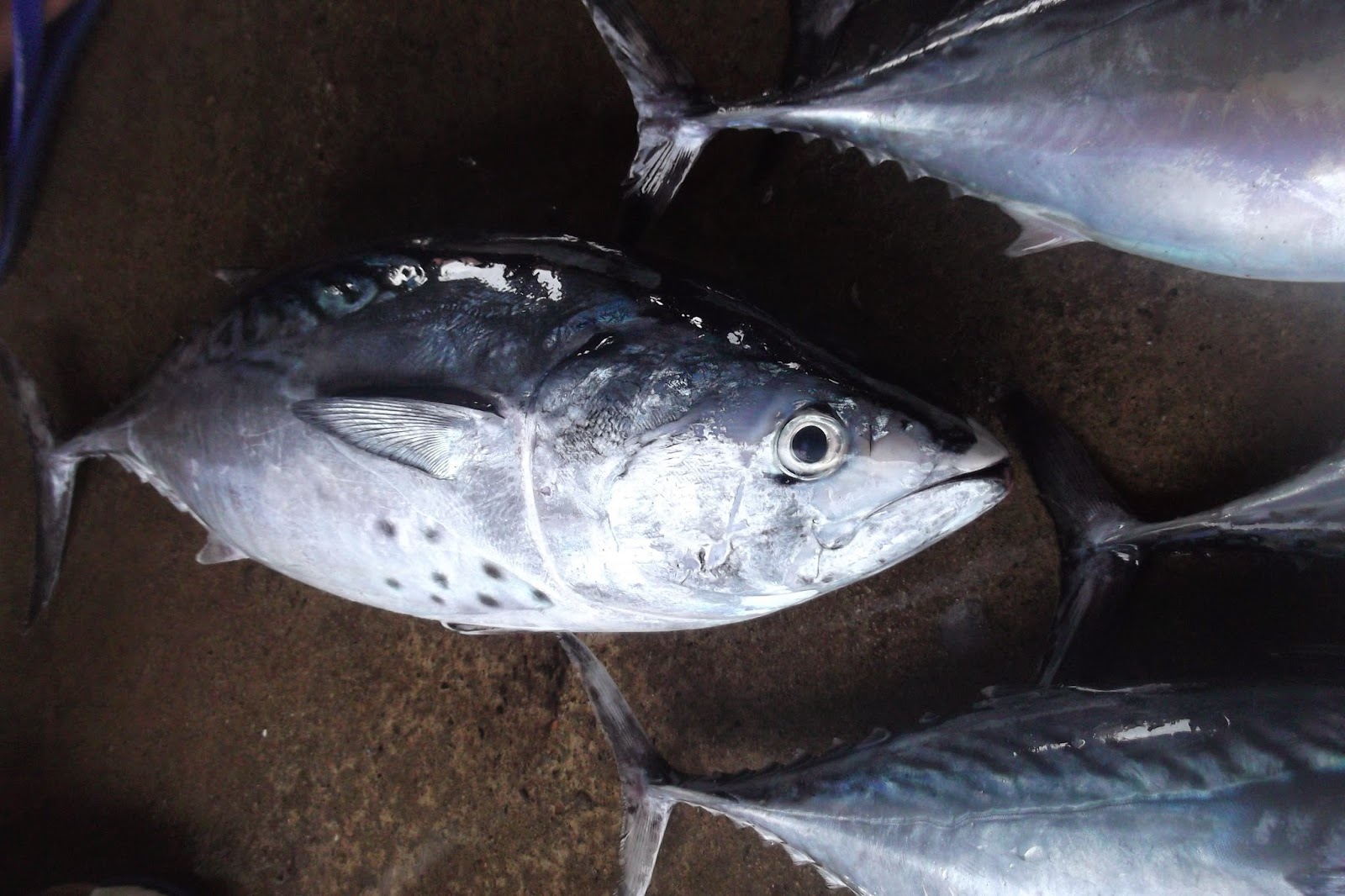 NEGOMBO SEAFOODS: ATAWALLA