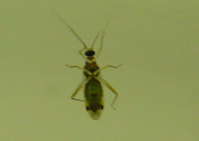 Cal Pepet del Xica, un jardí urbà al Prat de Llobregat: de juny 2013