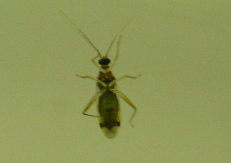 Cal Pepet del Xica, un jardí urbà al Prat de Llobregat: de juny 2013