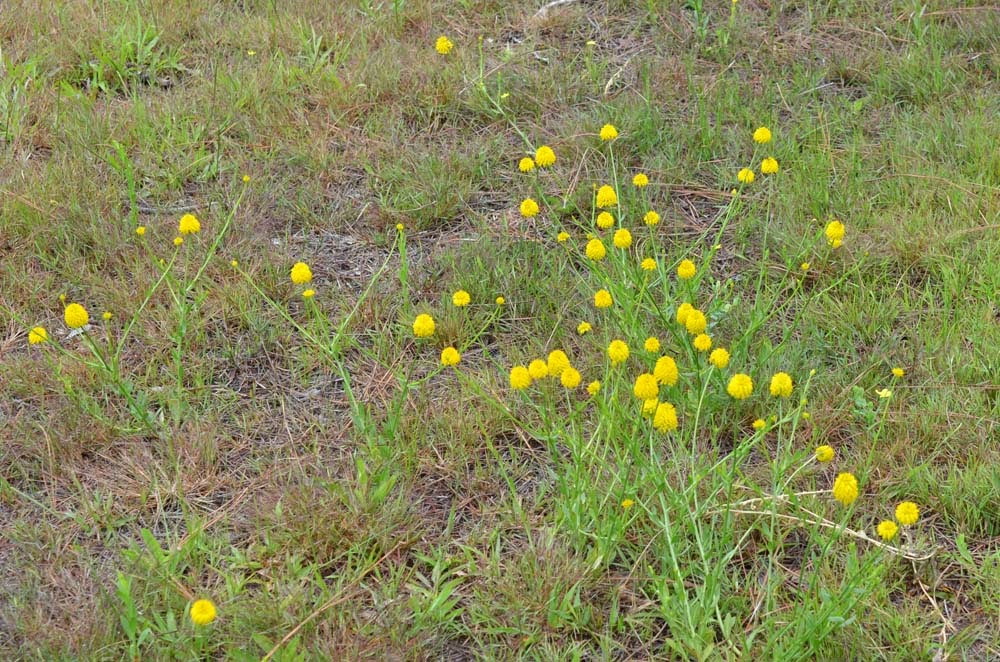 Space Coast Wildflowers: May 2013