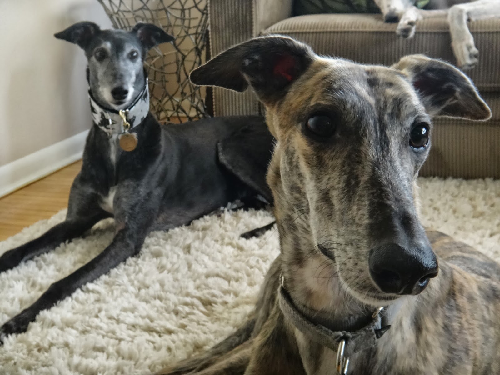 Northern Lights Greyhound Adoption Dog Blog: Amazing Greyhound Ears