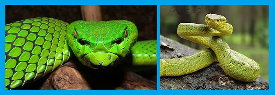 Víbora verde de Gumprecht | Animales impactantes