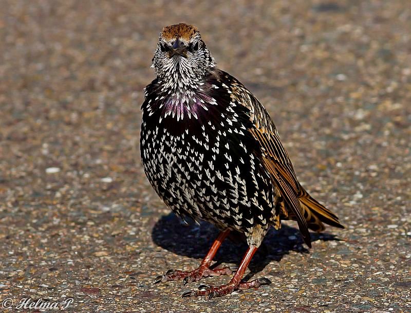 Helma's natuurfoto's: Nog jonge Spreeuwen....