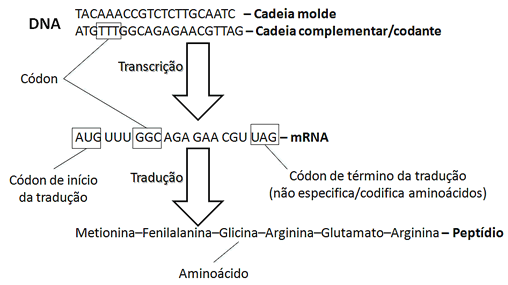 Resumos de Biologia: O código genético e a tradução