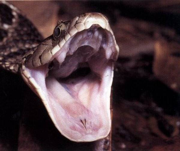 Dangerous snakes: 27 Pictures of a Snake Attack