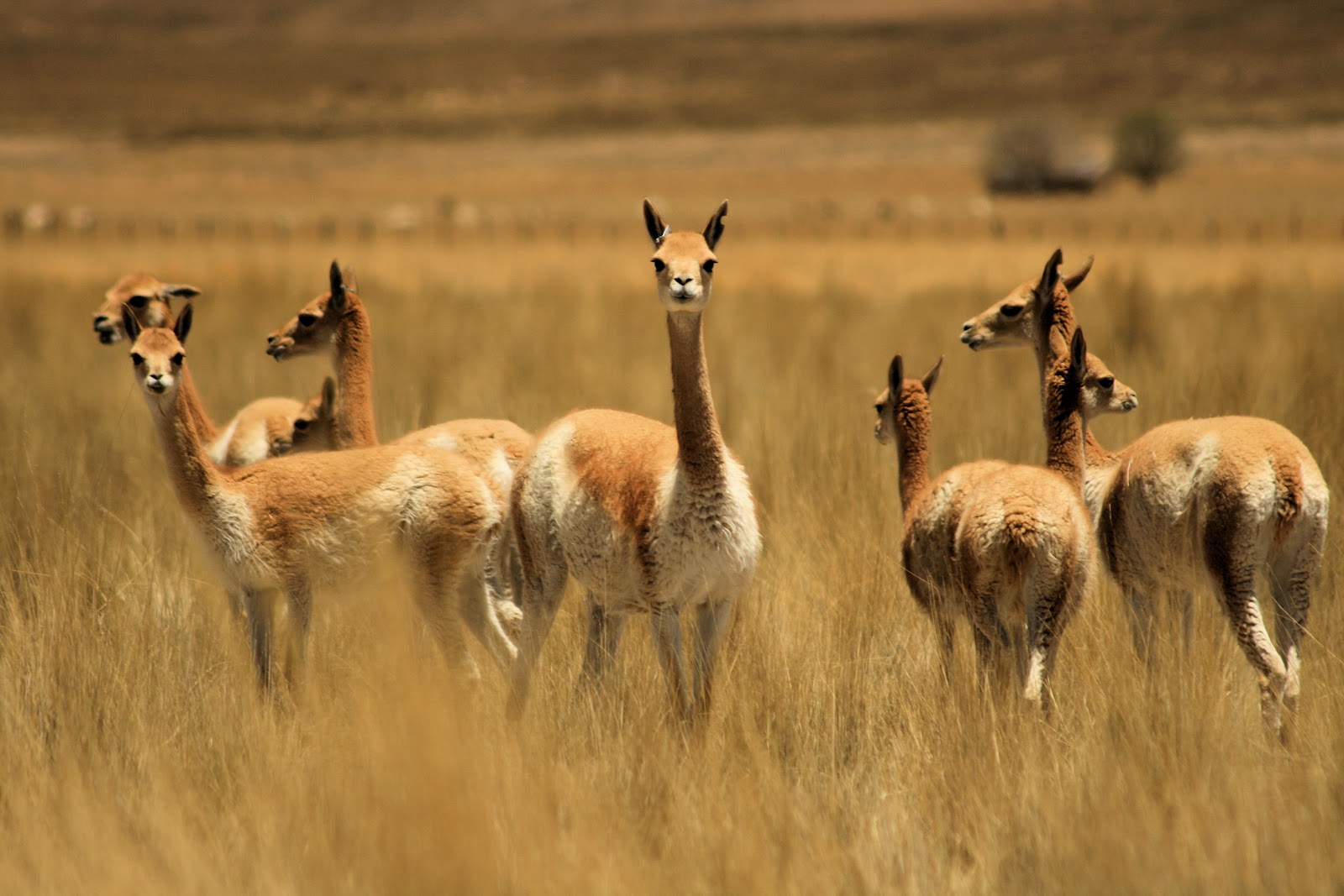 Vicuña | The Life of Animals