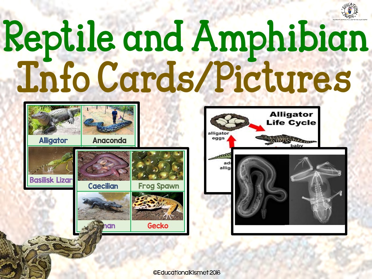 Educational Kismet : Reptiles and Amphibians Information Cards/Pictures
