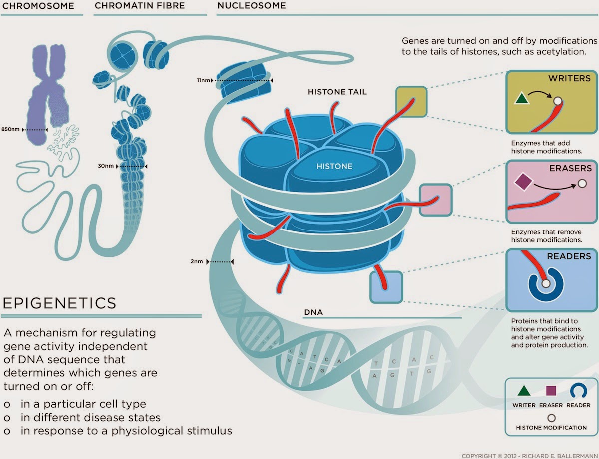 Τέχνης Σύμπαν και Φιλολογία: Μετά το γονιδίωμα, το επιγονιδίωμα ...