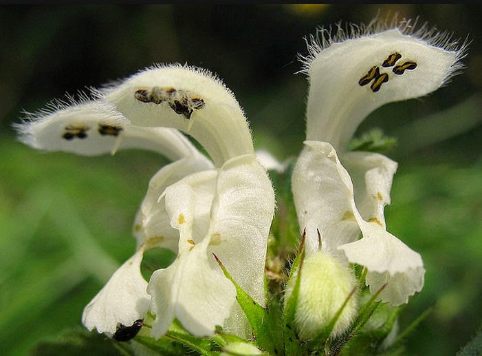 Bloemherbarium: Witte Dovenetel