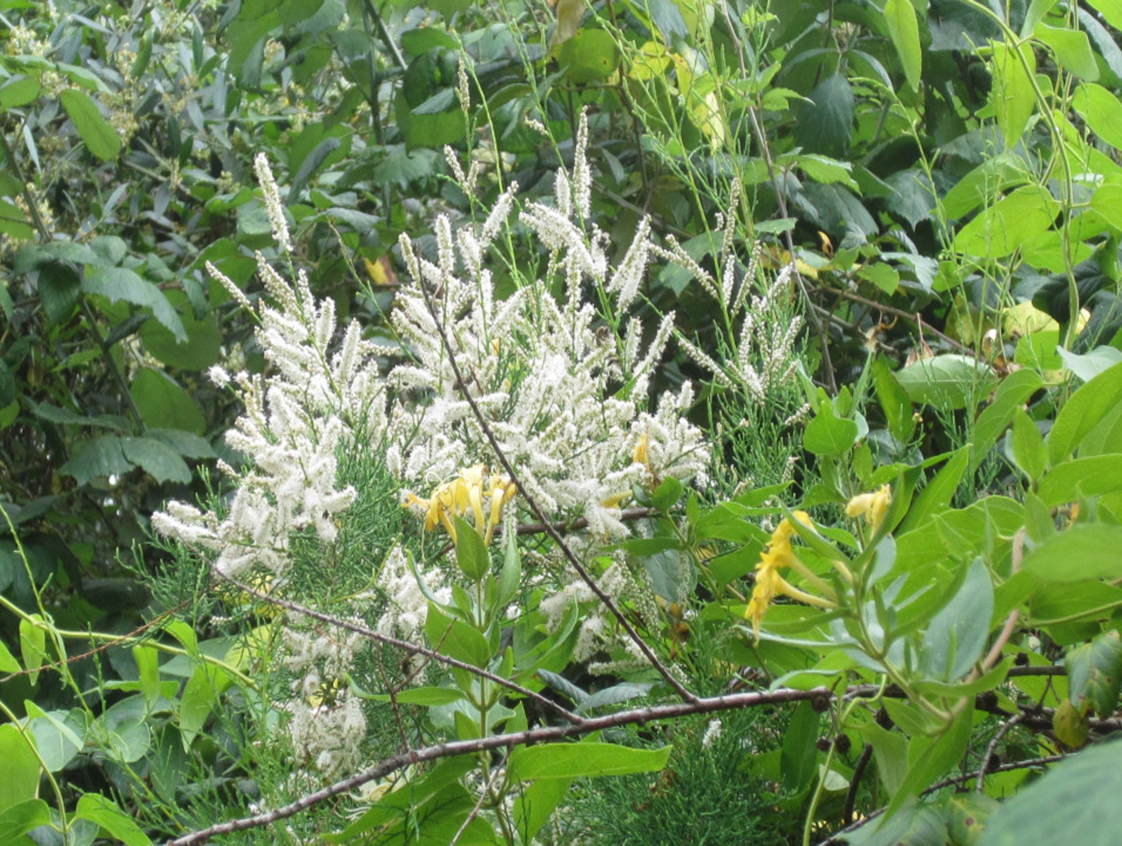 parquealamillo-encinarosa: Taraje / Tamarix africana / Tamarix gallica