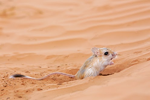 Exhortations à l'épouse de Jésus-Christ: La gerboise n'a jamais soif ...