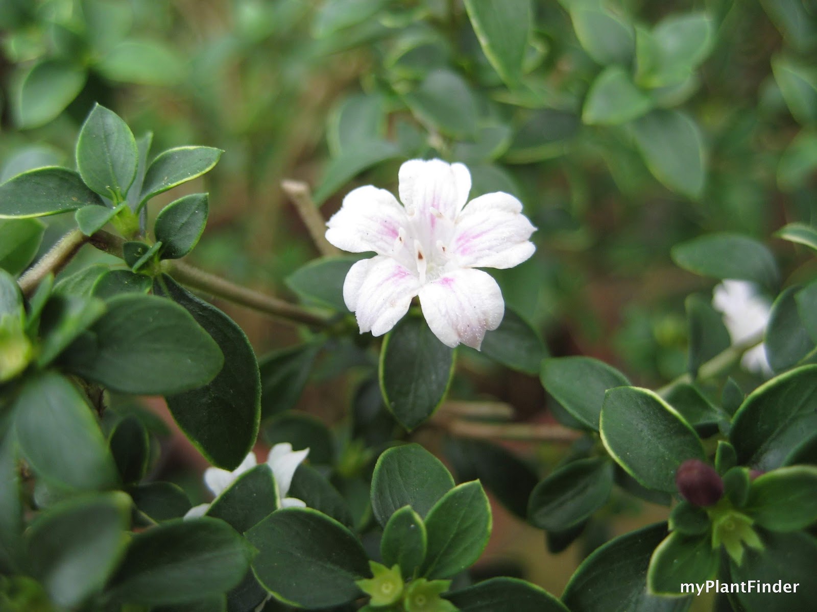 MY PLANT FINDER | Plant Guide: Serissa foetida