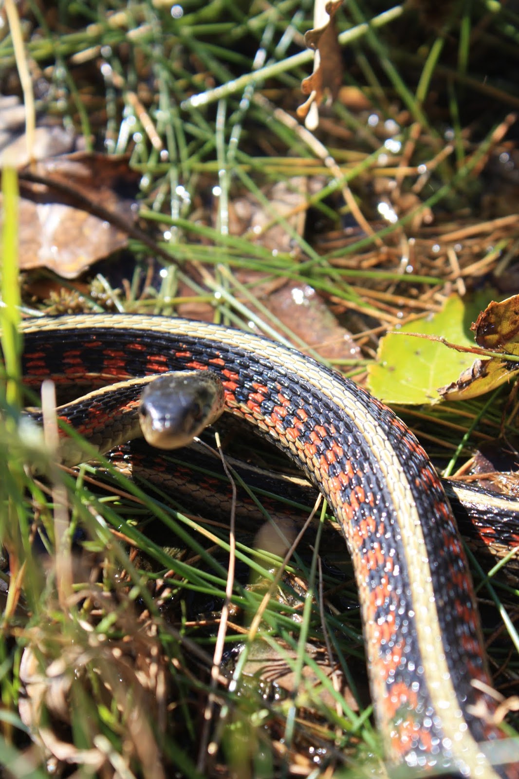 Flyover Country: Red-sided garter snake