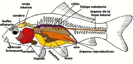 Team Twins Carpfishing: La Carpa(anatomia):