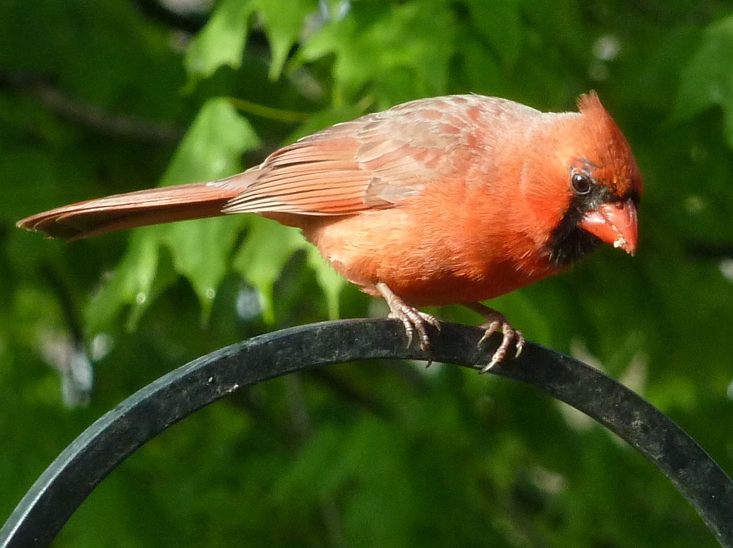 Penelopedia: Nature and Garden in Southern Minnesota: Cardinal Likes Suet