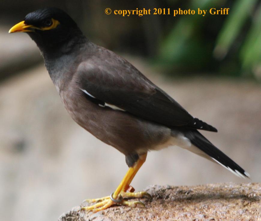 Griff's Bird Photos: Myna (Common)