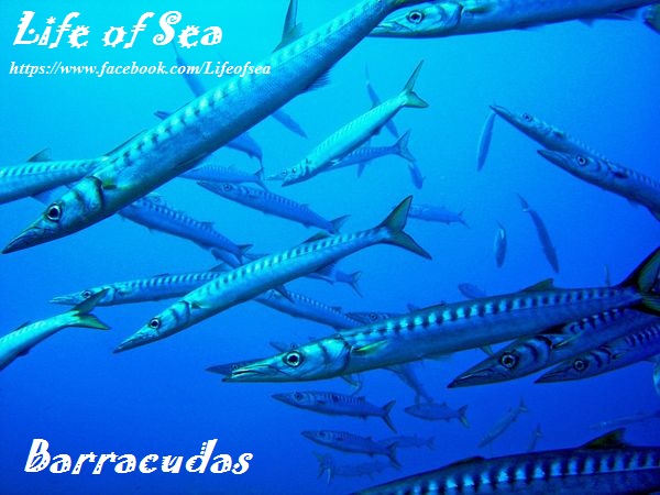 Life of Sea: Great Barracuda