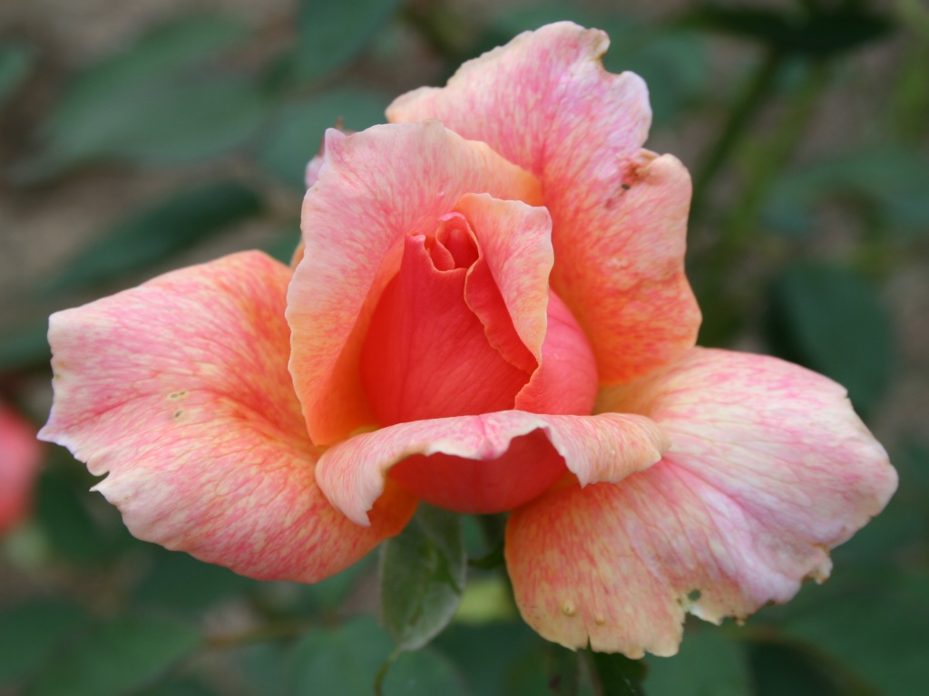 Garden Musings: Gee Whiz, That's Incredible!