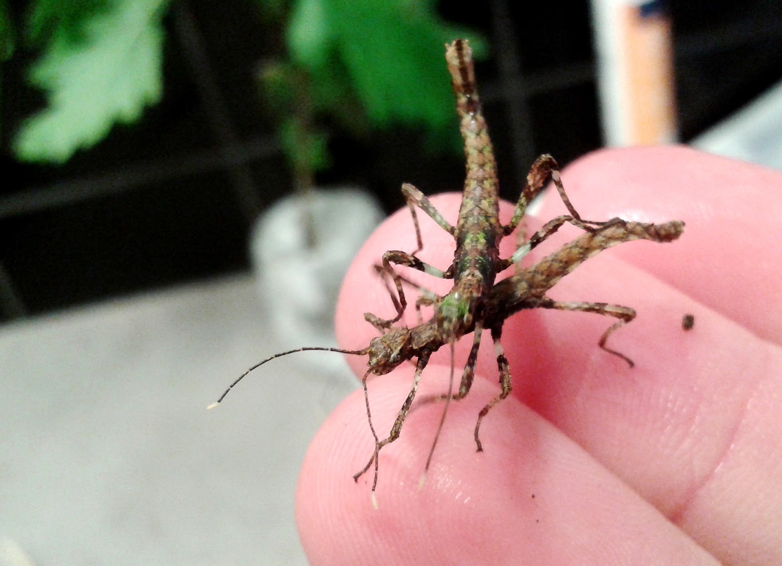 Joey's Illustration and Art: The Tale of the Twiglets (part 2)