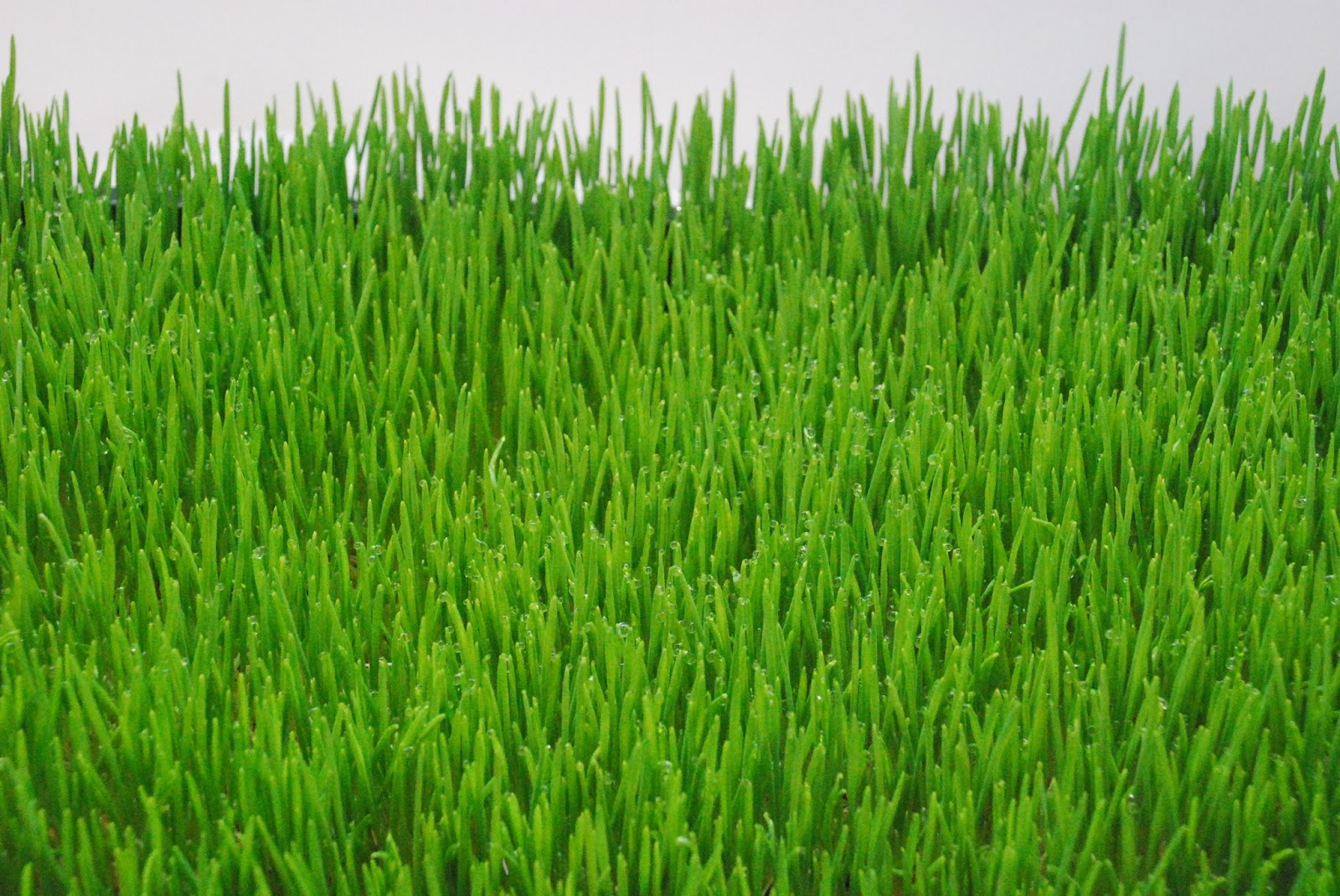 Cara Praktis Menanam Wheatgrass Alias Rumput Gandum - Rumah Petani