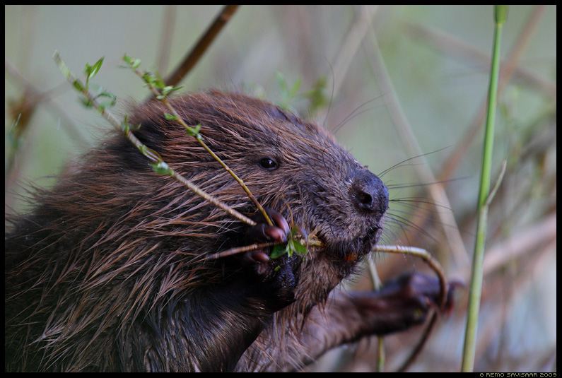Happy Catholic*: European Beaver