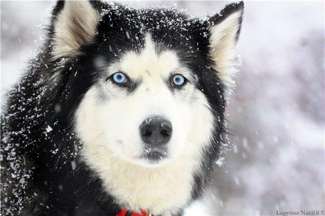 ძაღლები (Dzaglebi): ციმბირული ხასკი