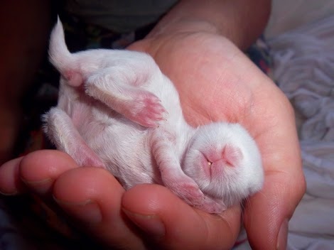 Loving Bunnies: Has My Rabbit Abandoned Her Kits?