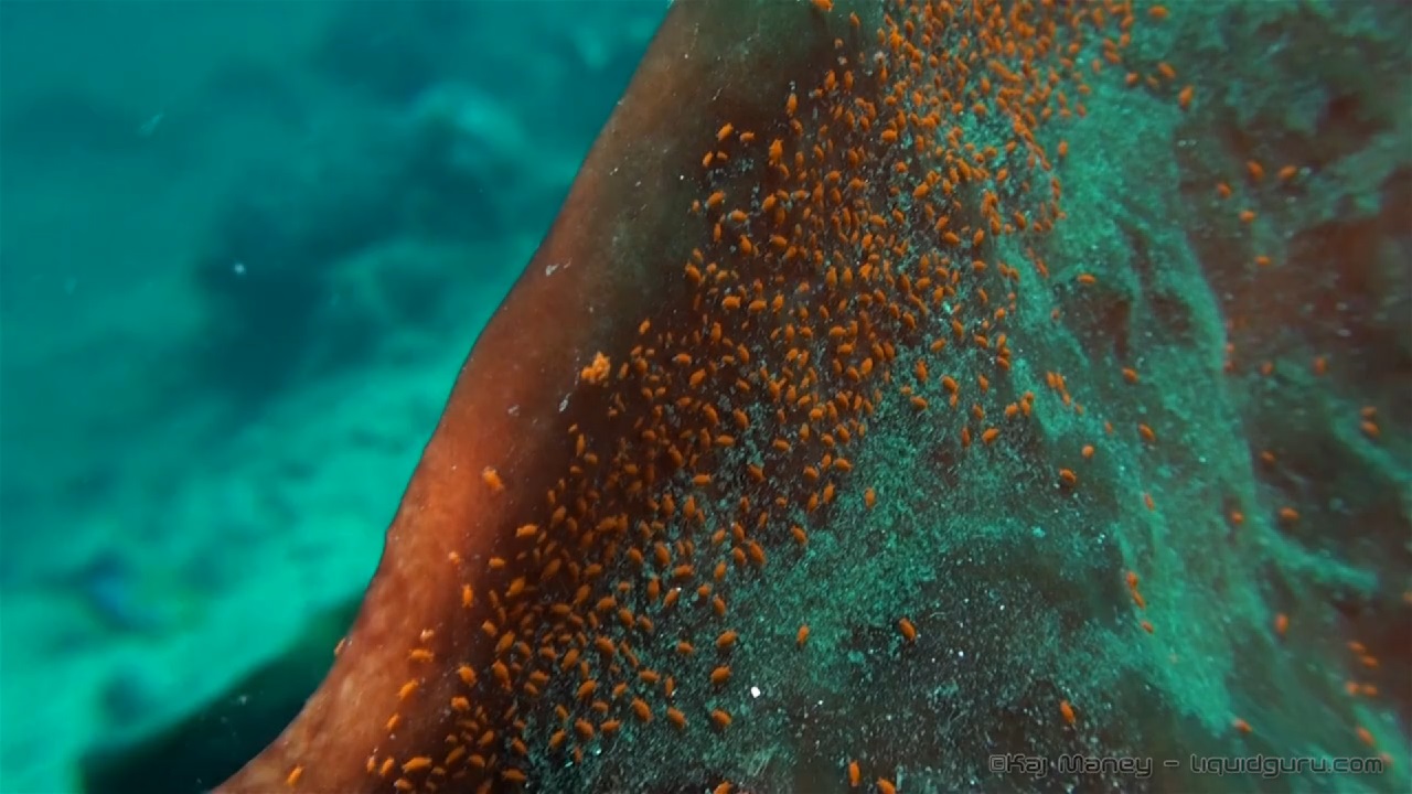 Real Monstrosities: Sponge Isopod