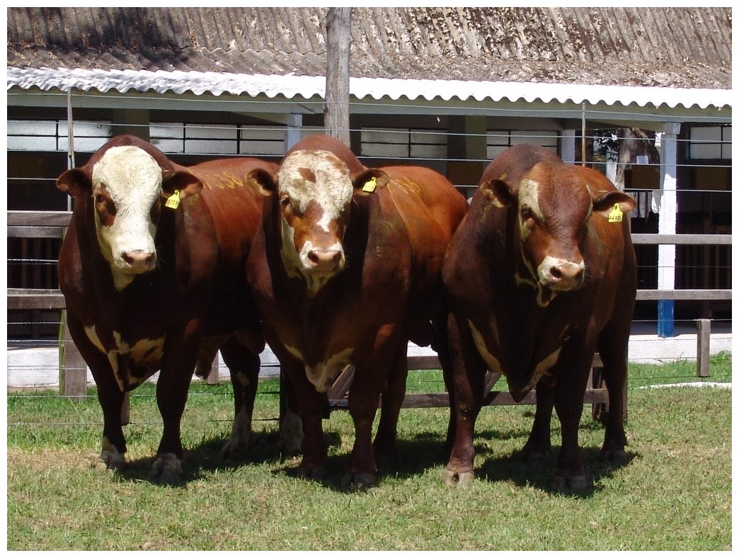 Generalidades de la Ganadería Bovina.: Braford