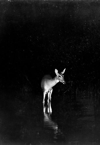 Crises & Chuchotements: George Shiras III (1859-1942)