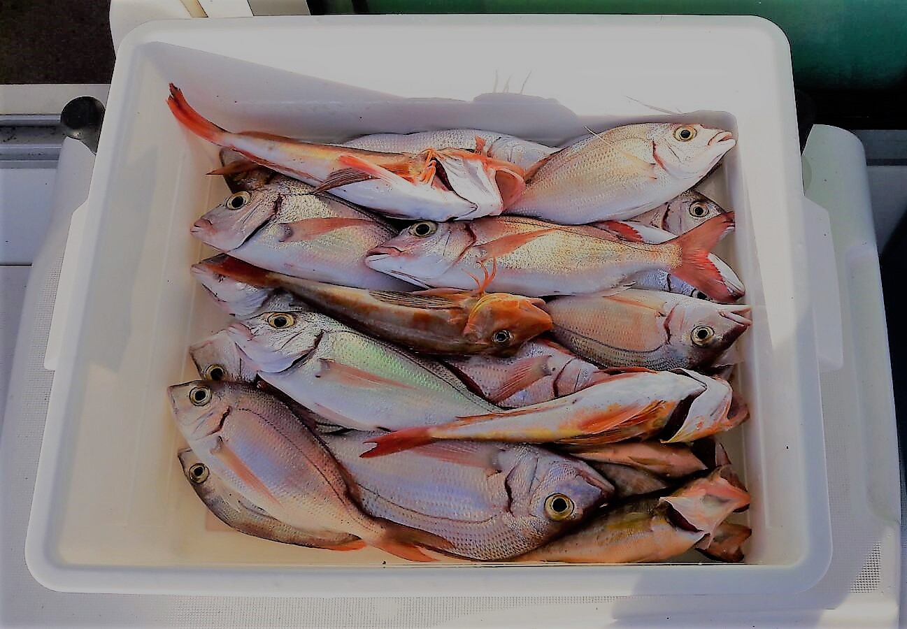 PESCA Y GASTRONOMÍA: PESCAR BRECAS A LA DERIVA