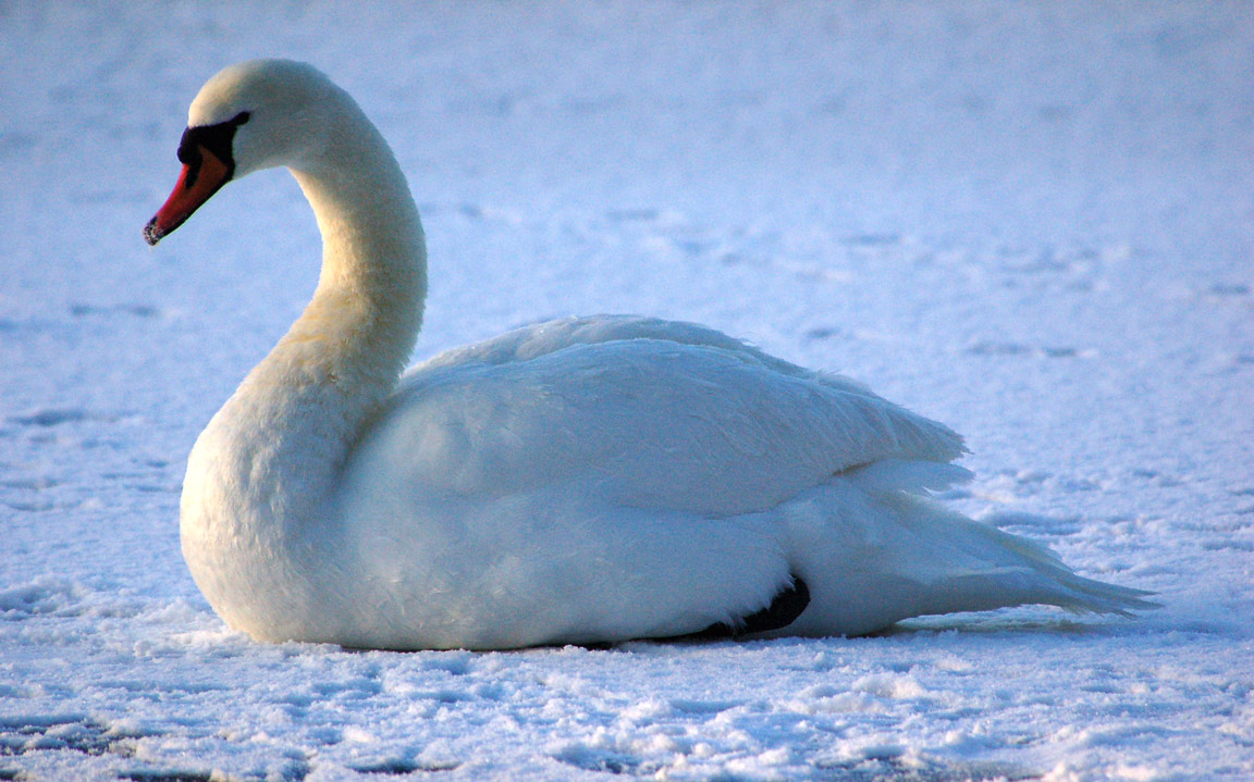 My Marathon in Life: Lady Snow Swan