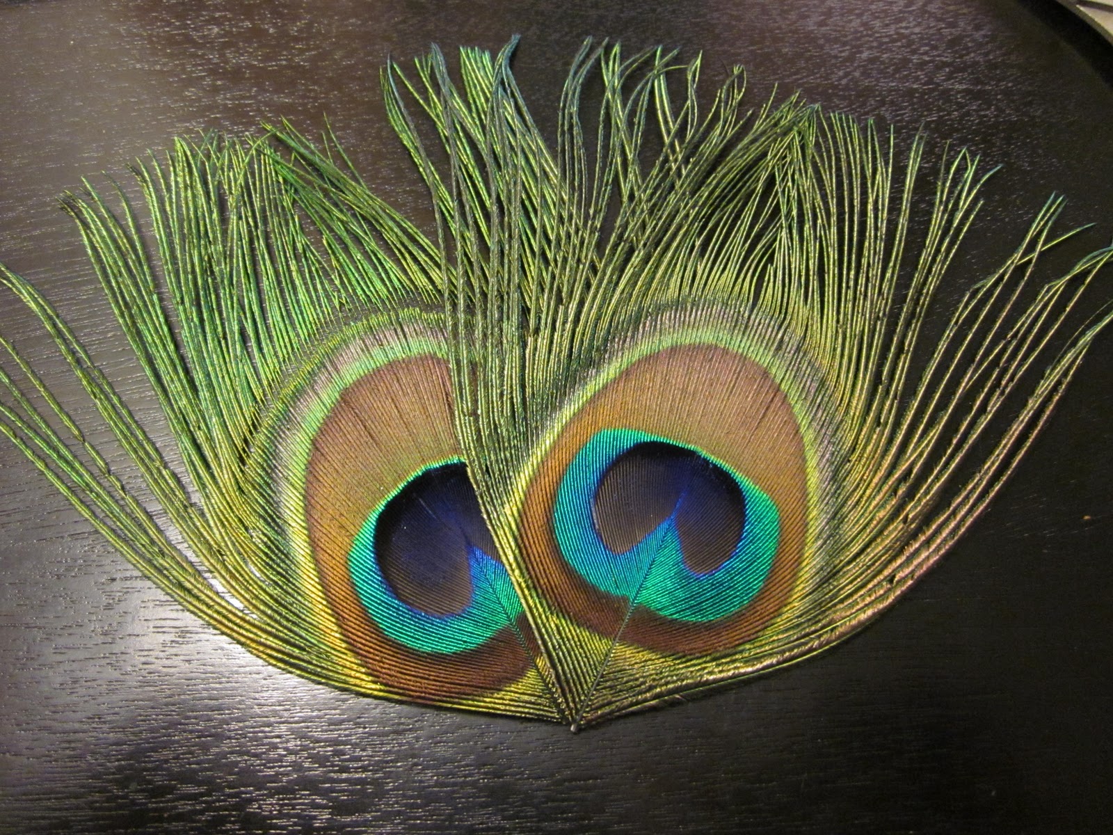 MindaFeathers: How to make a peacock feather Barrette