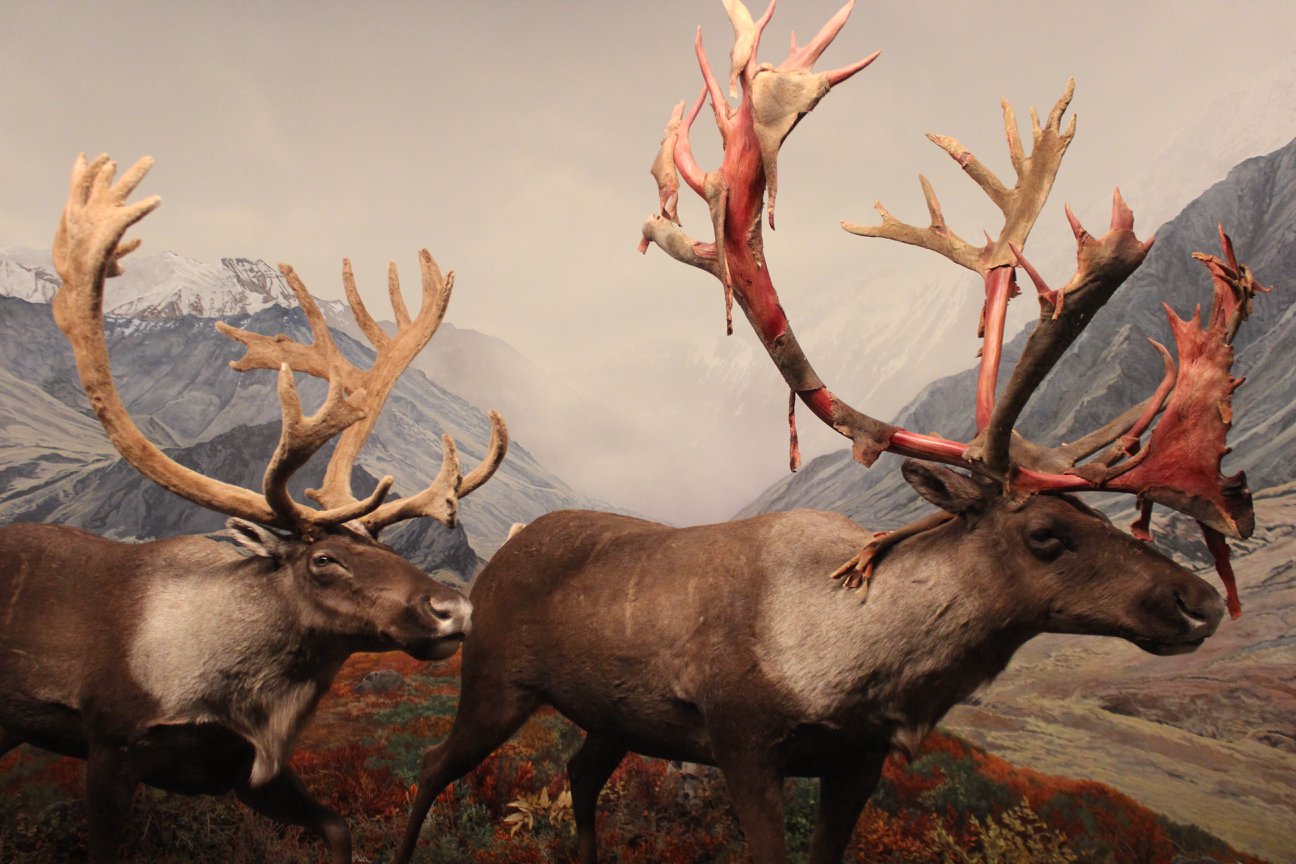 Play St. Louis: Wonders of Wildlife National Museum and Aquarium ...