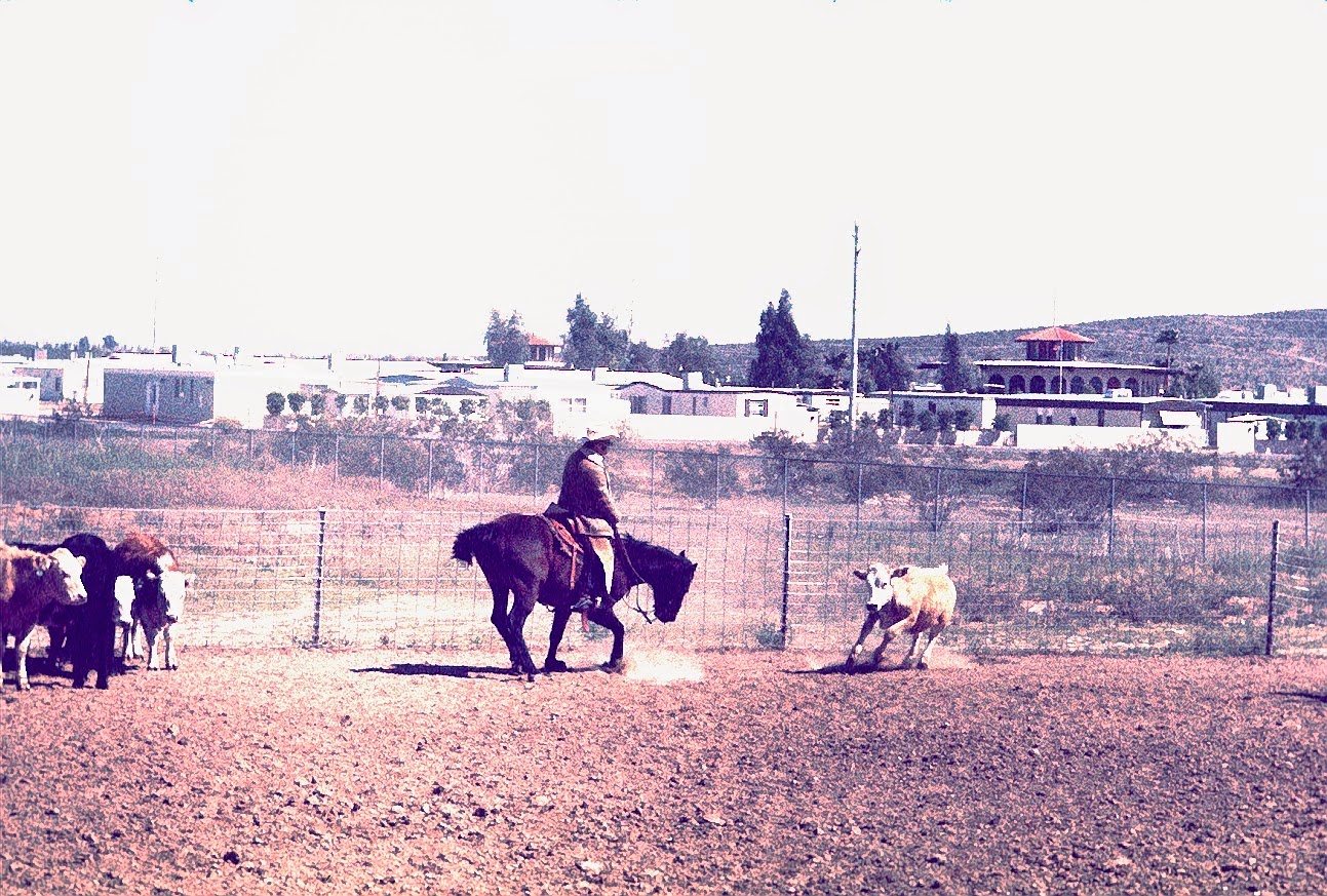 The Old Cowboy and Photography: Cutting Horses I Have Known