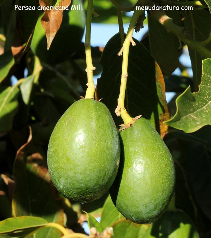 Menuda Natura: Persea americana Mill.