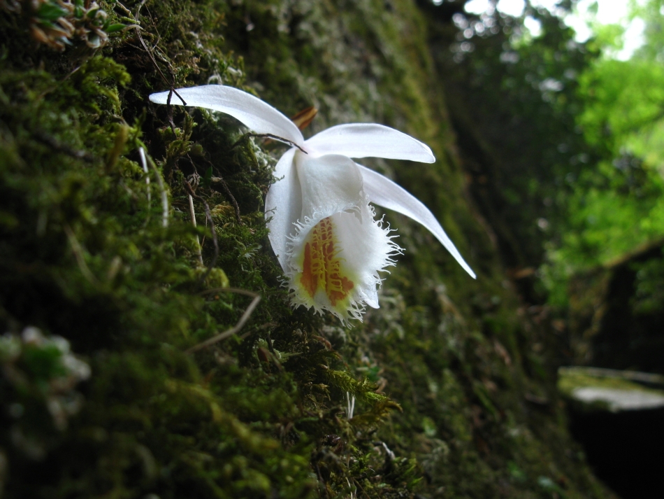 Pleione albiflora care and culture | Travaldo's blog