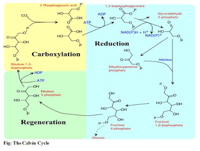 Mechanism of Photosynthesis: The Dark Reaction - PLANT CELL