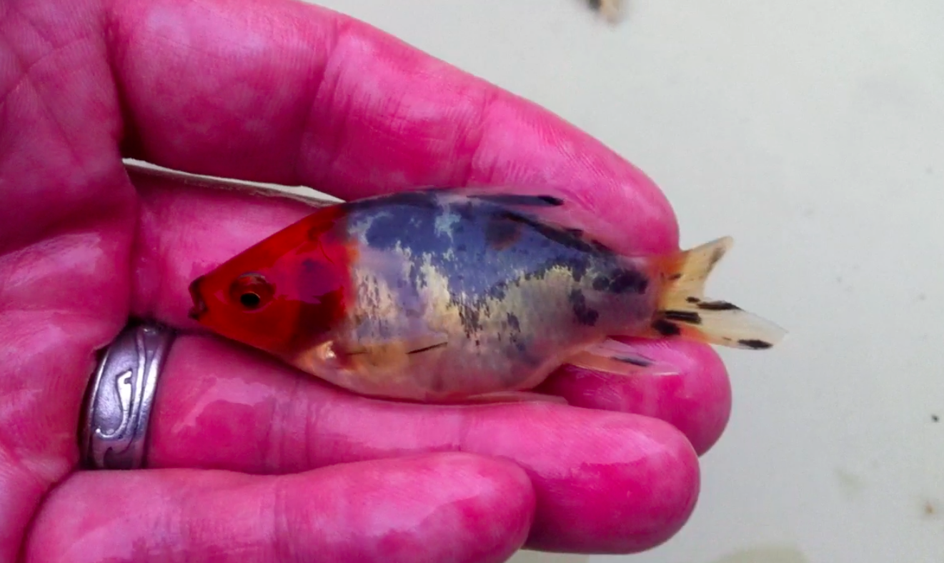 Goldfish Garage: A Two Car Fishroom: Japanese Shubunkin Standard Tail ...