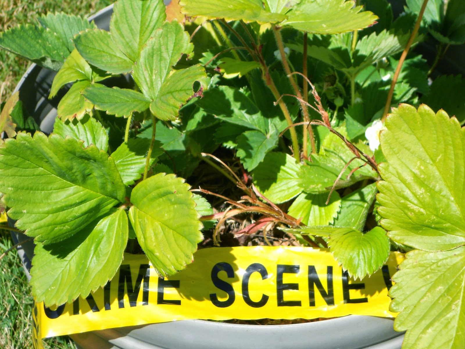 Classroom Freebies Too: The Stolen Strawberries -- A Photo Mystery