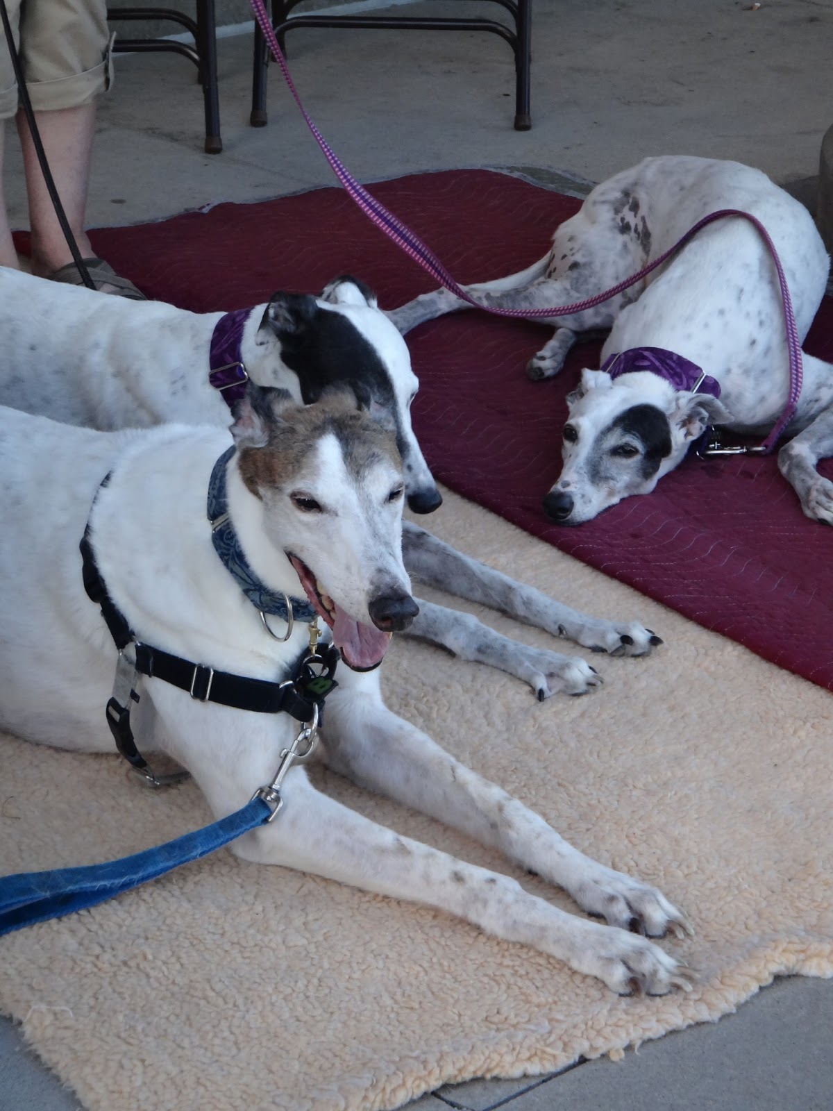 Northern Lights Greyhound Adoption Dog Blog: NLGA Photo Roundup ...