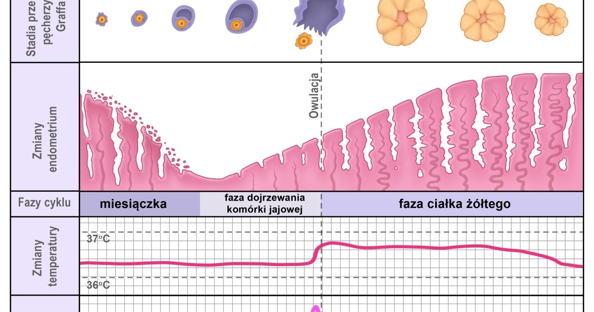 Misja: ciąża: Przyczyny niepłodności: Cykl miesiączkowy - źródło ...