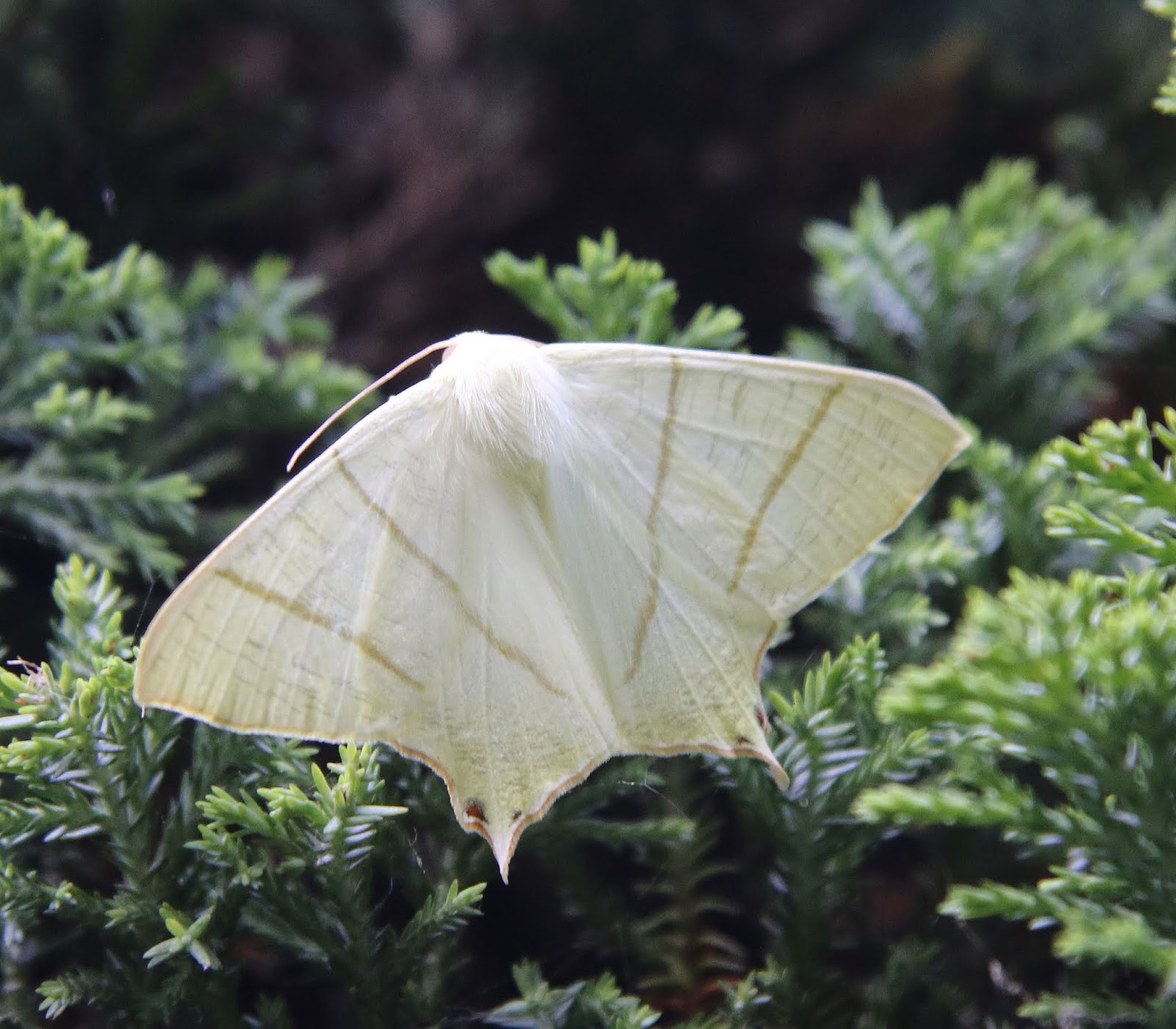 Birding with Flowers: Mainly July Moths